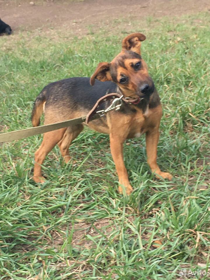 Ищет дом мелкая собачка Боня