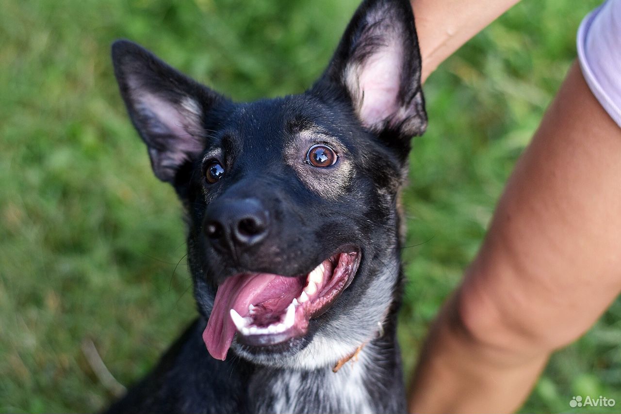 Эрик в добрые руки