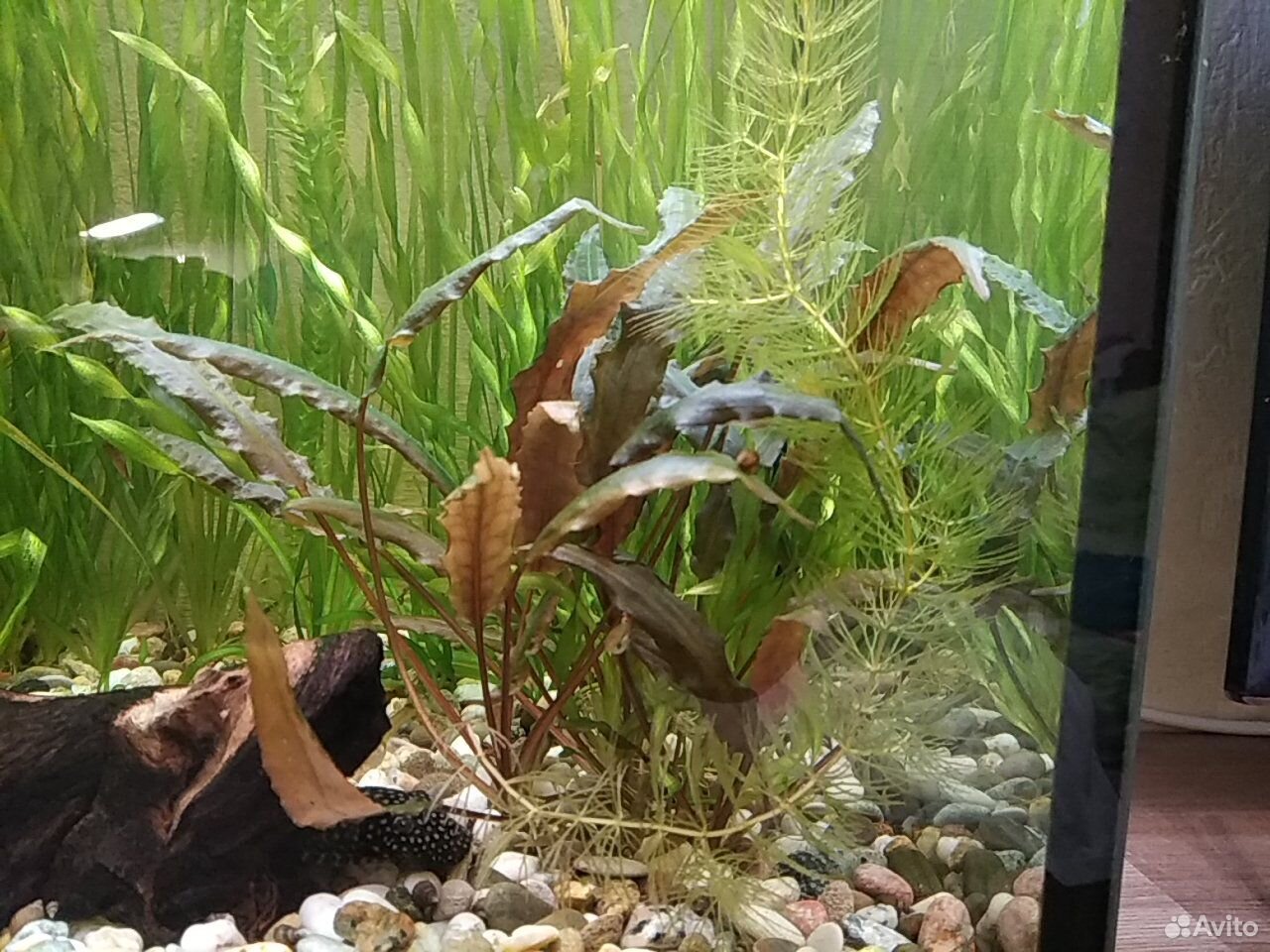 Аквариумные растения
