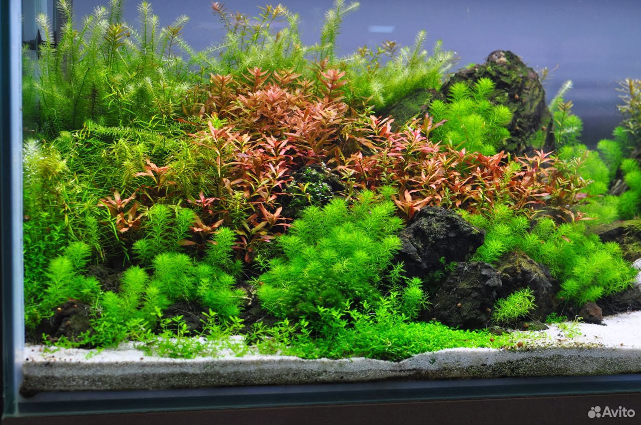 Водные растения для аквариума