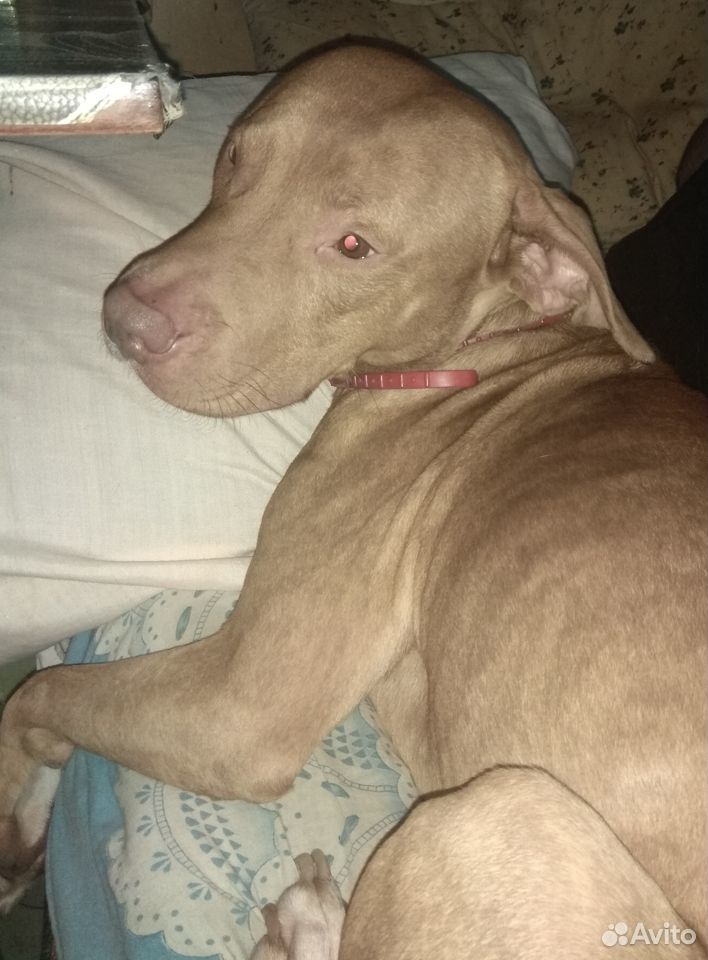 Питбуль вязка