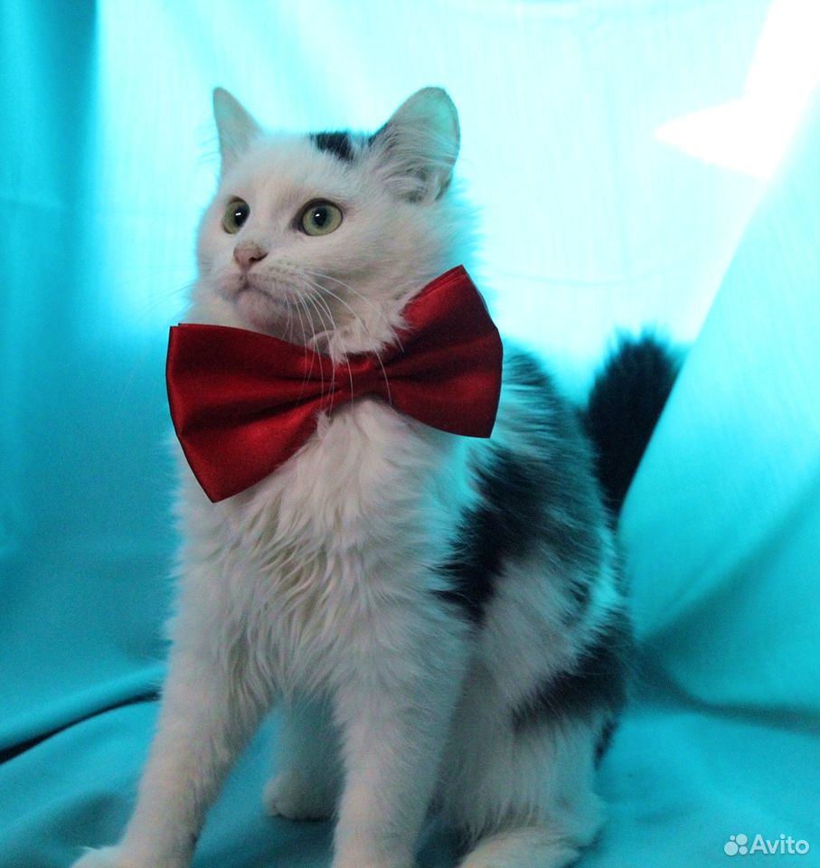 Котёнок Мальчик Сашенька