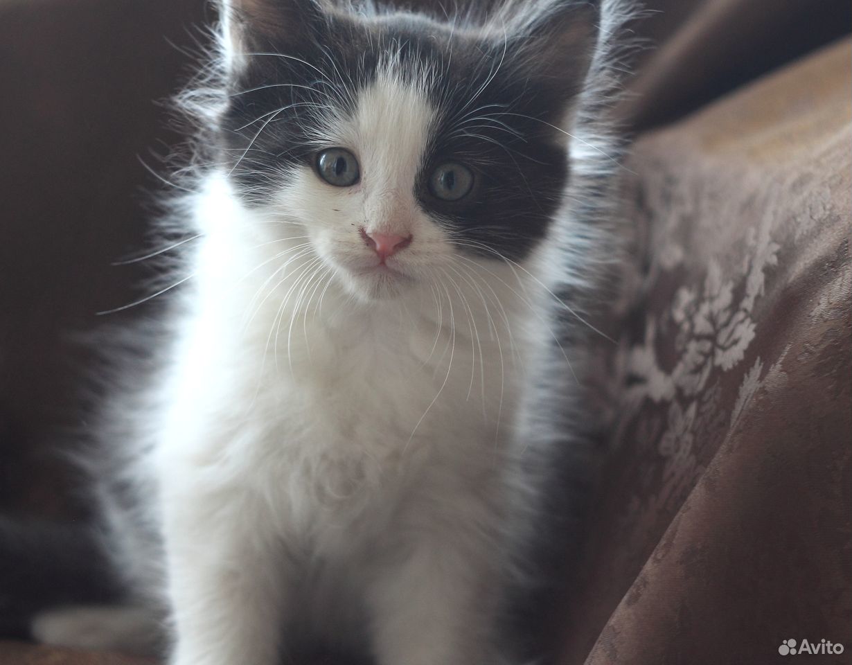 Котик 3 мес