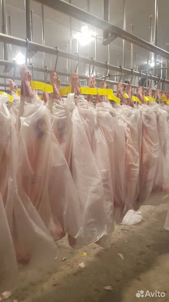 Овцы на мясо