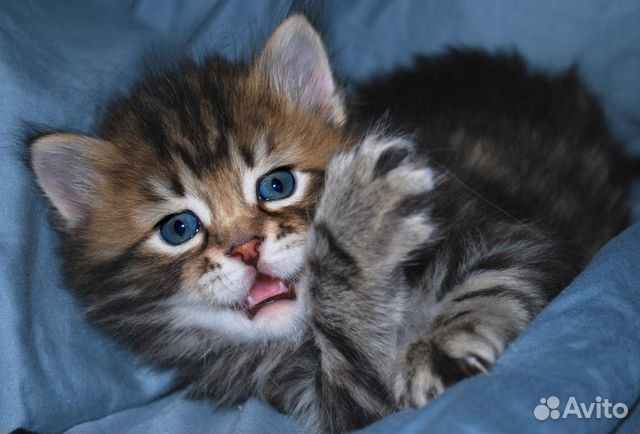 Сибирские котята