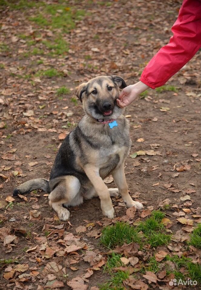 Торри ищет дом