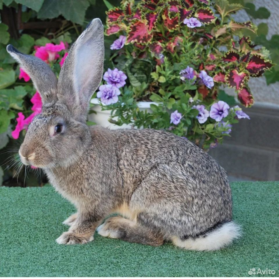 Самцы кроликов породы Фландер