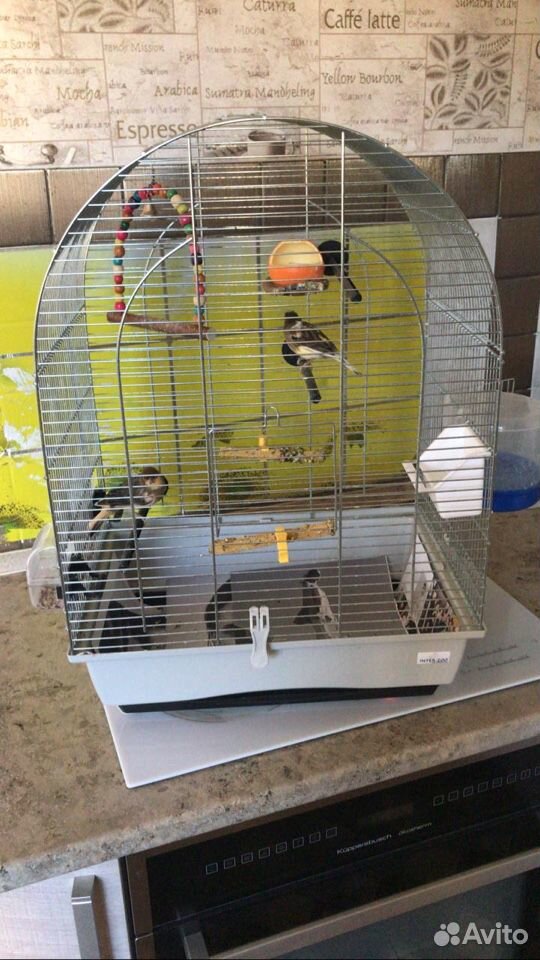 Продам Канареек, мальчик и девочка пара в месте с