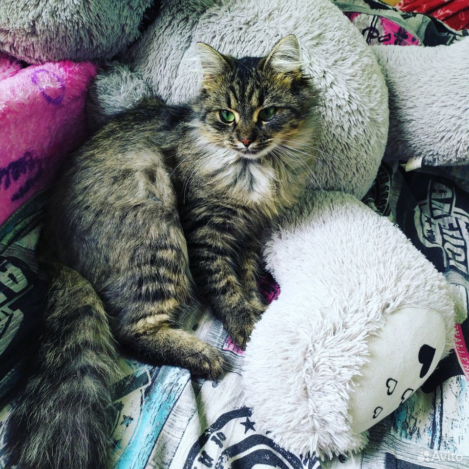 Кошка полупородистая