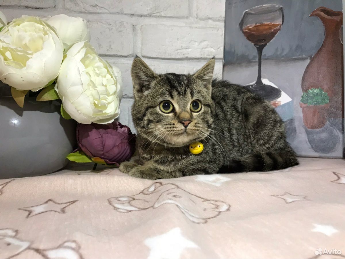 Плюшечка-помпушечка ищет родителей, котенок 3 мес