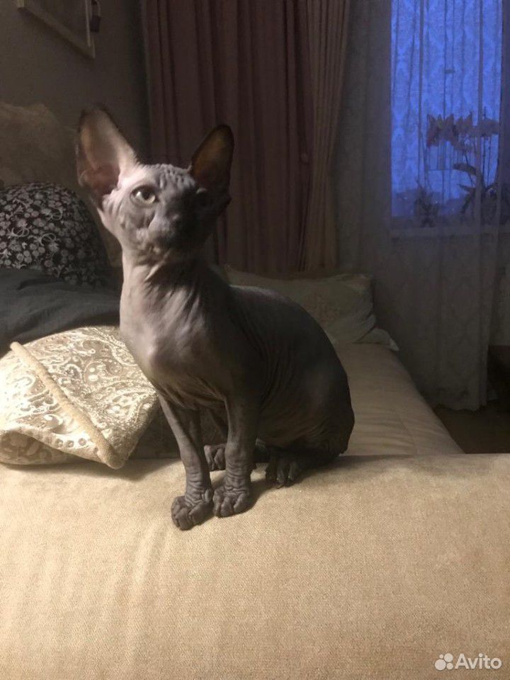 Абсолютно черный кот желает познакомиться