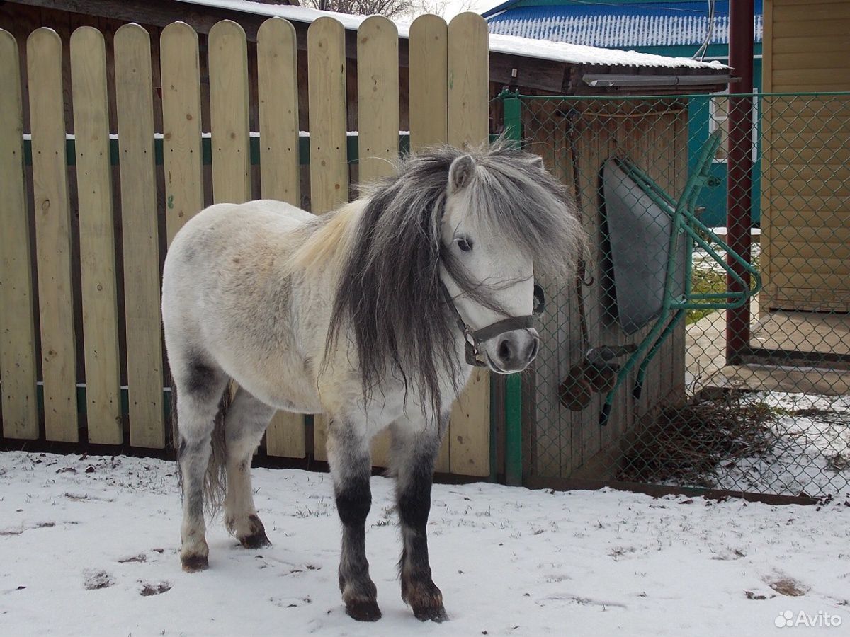 Пони