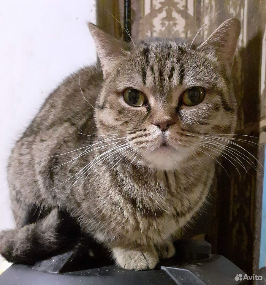 Бонечка ищет дом