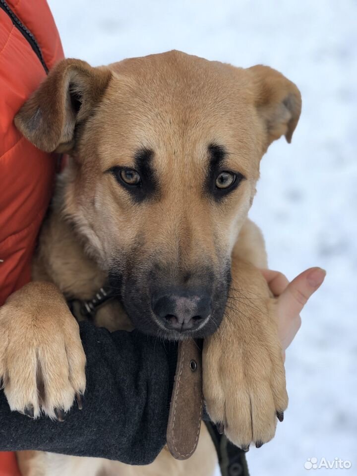 Щенок Ричард в дар, в добрые руки