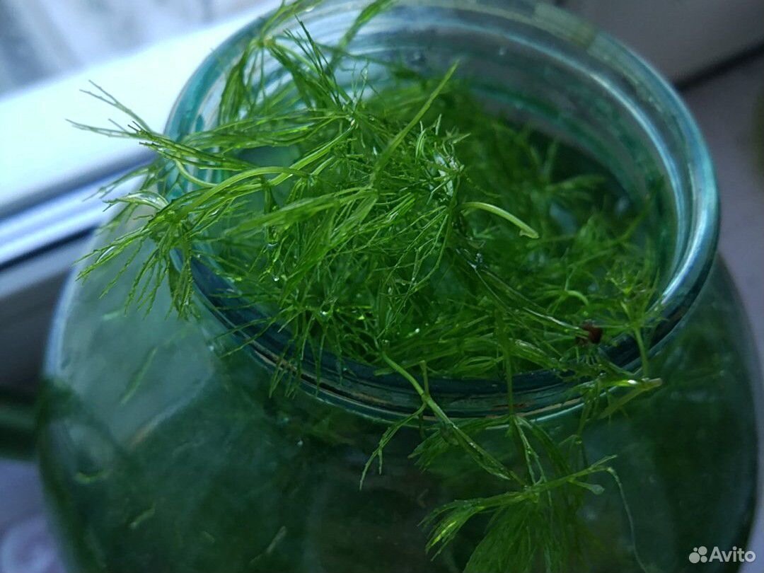 Аквариумное растение Роголистник