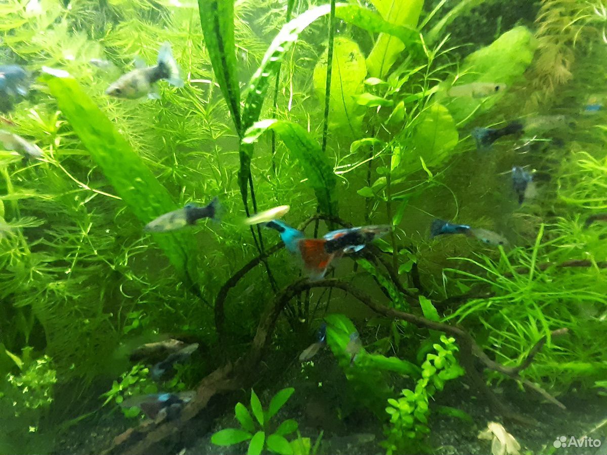 Отдам красивых гуппи
