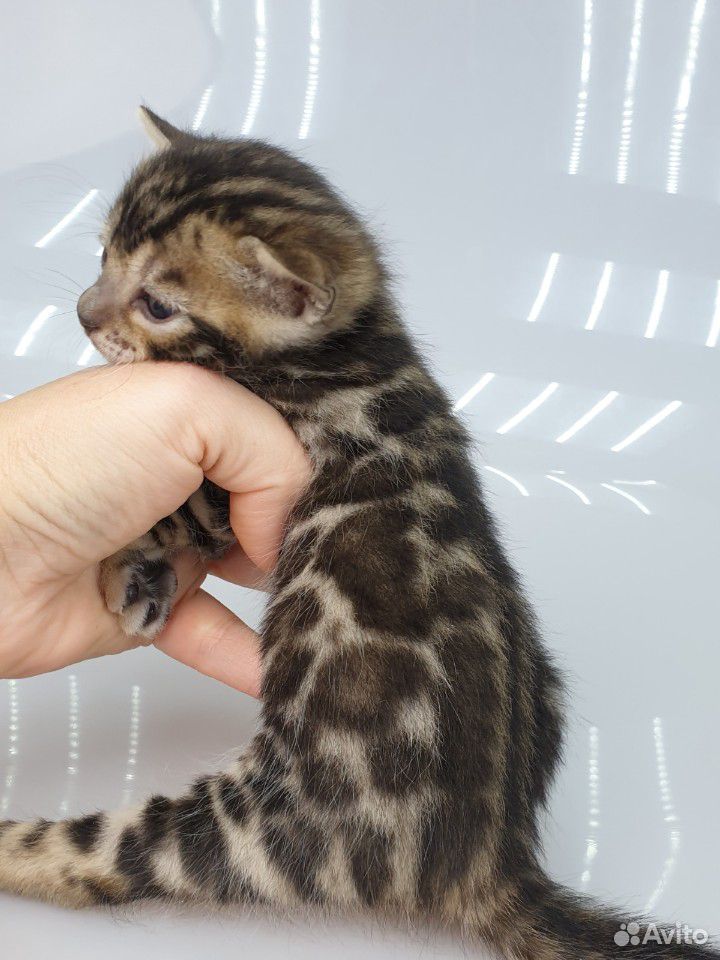 Бенгальские котята золото, серебро, снег