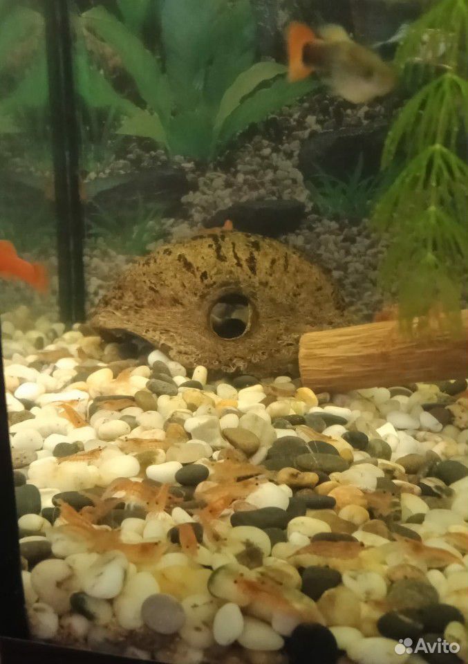 Креветки черри