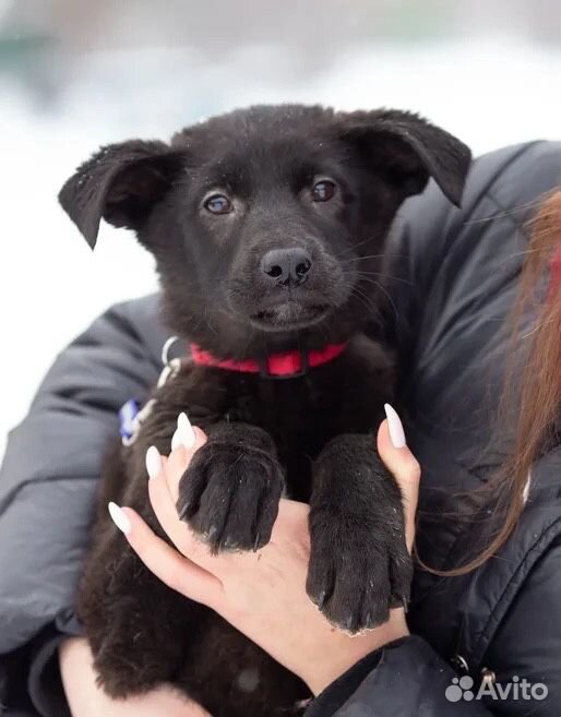 Щенуля Дейзи в надежные руки