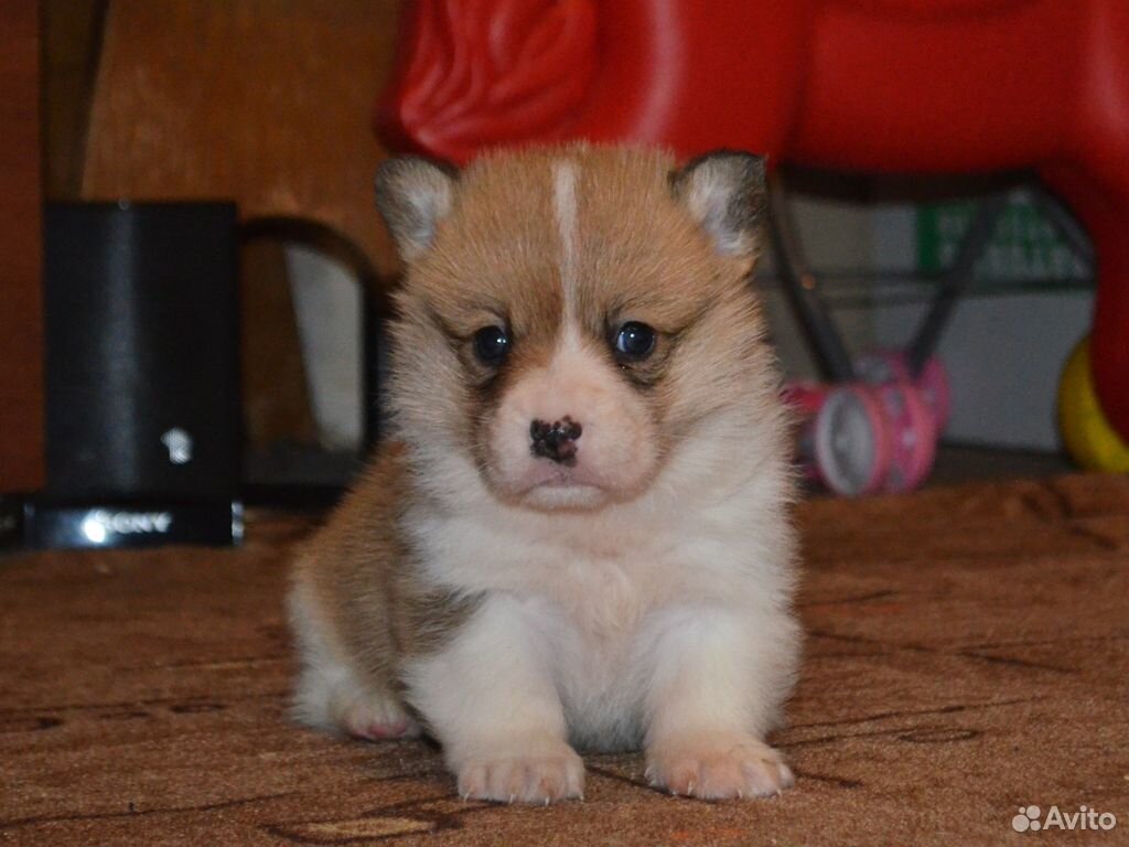 Классная девчуля пемброк