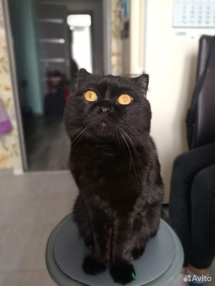 Кот на вязку Шотландец