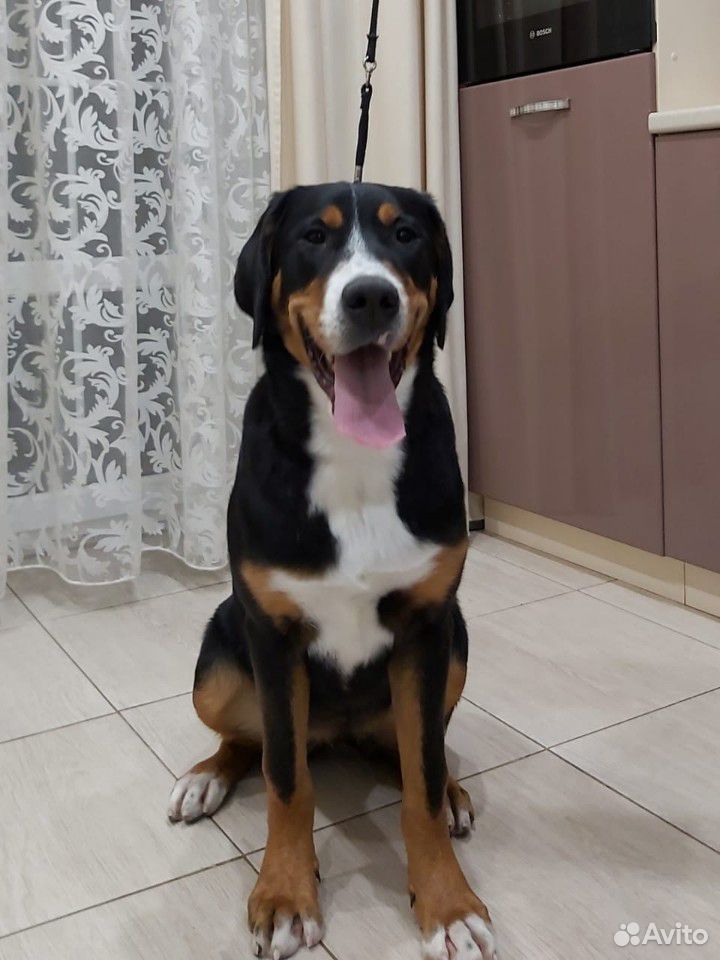 Девочка большого швейцарского зенненхунда