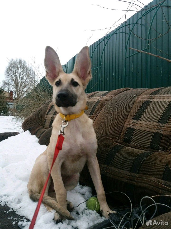 Ищем дом и хозяина