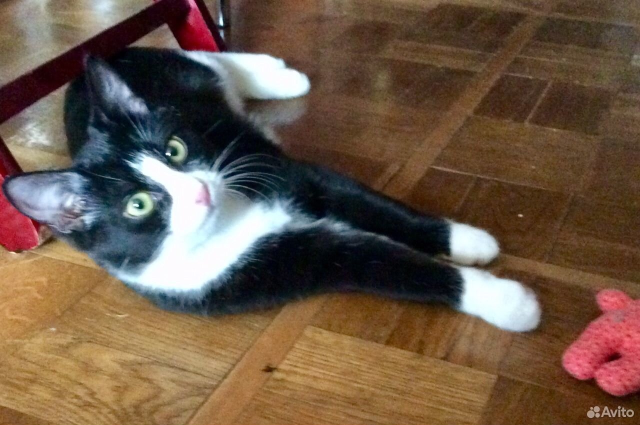 Кот Феликс домашний любит детей