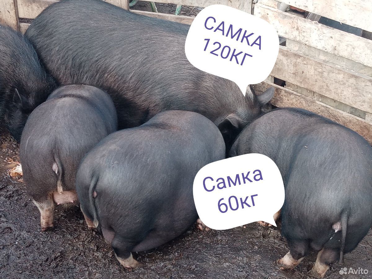 Вьетнамские вислобрюхие свиноматки свиньи поросята