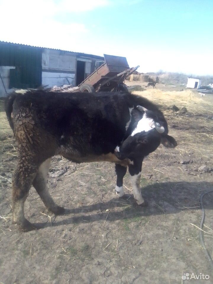 Телка яловая