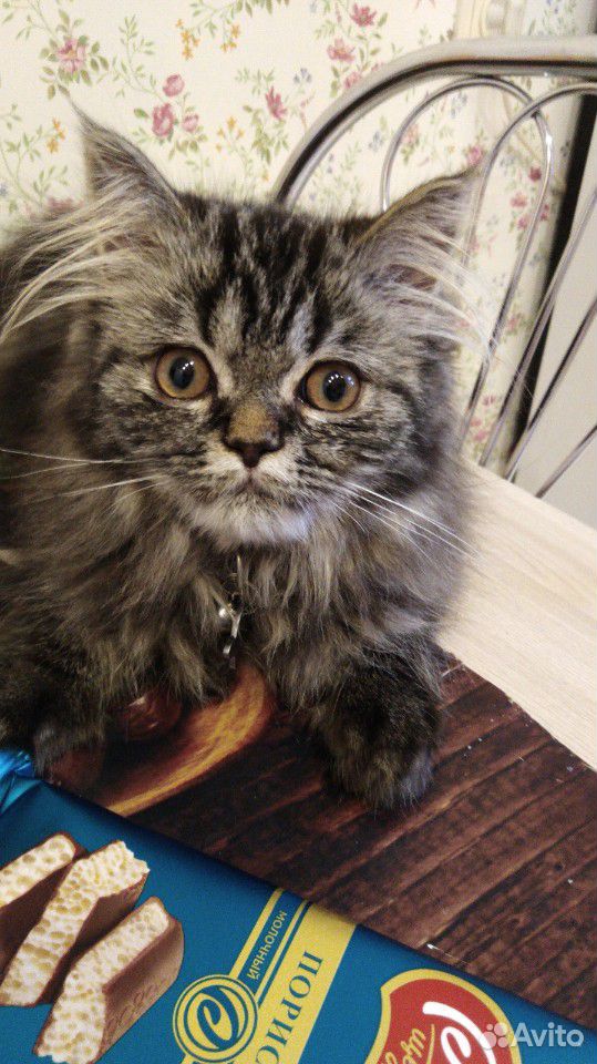 Ищу кошку для вязки