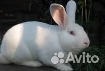 Крол Белый Паннон