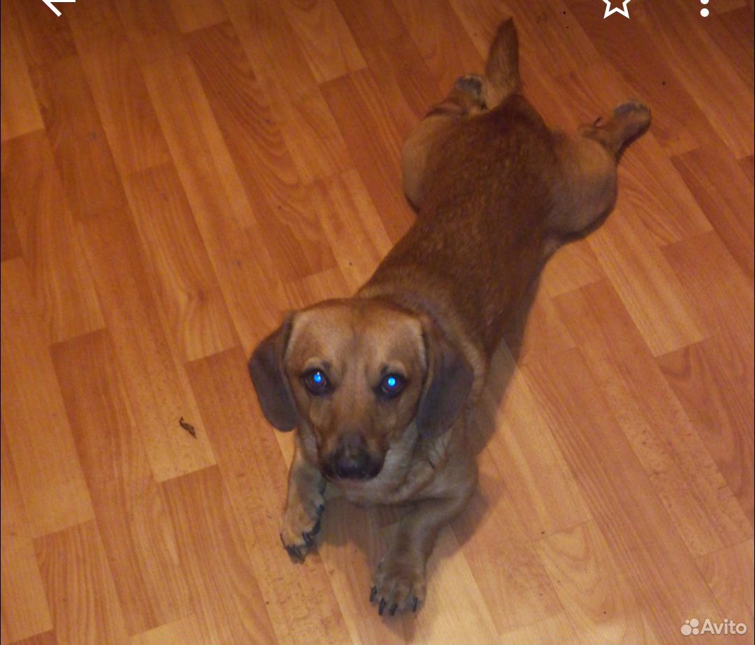 Пропала собака