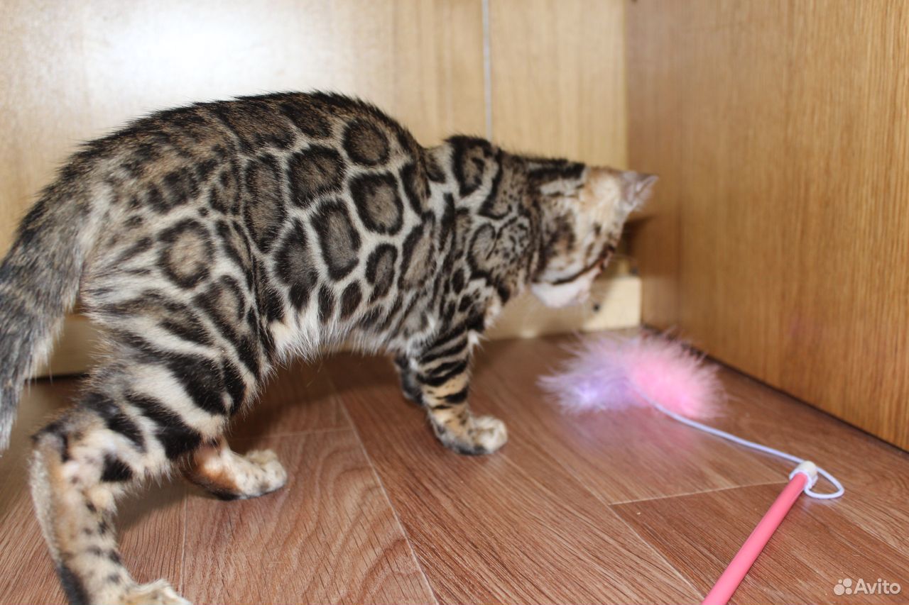 Шикарные бенгалы в разведение и в любимцы