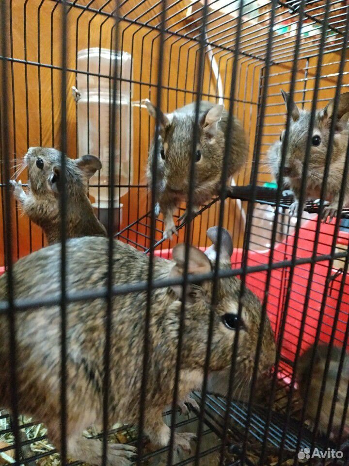 Дэгу-Чилийские белочки.Возраст-2мес2дня.Всегда на