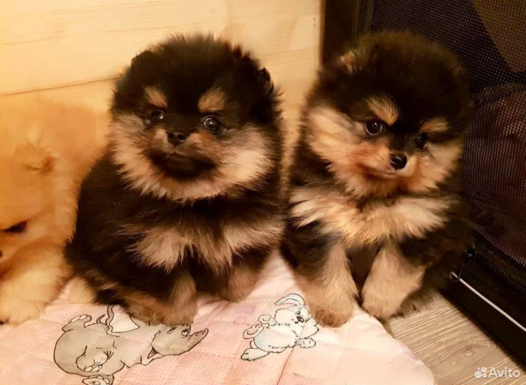 Пом Шпицы Черные Мини Милашки