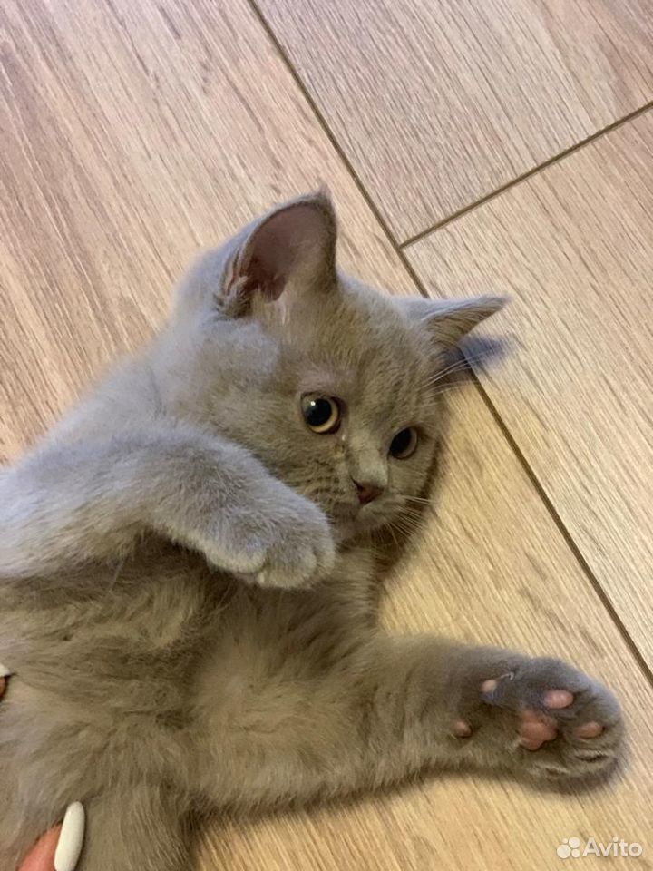 Британские котята лиловые фавн