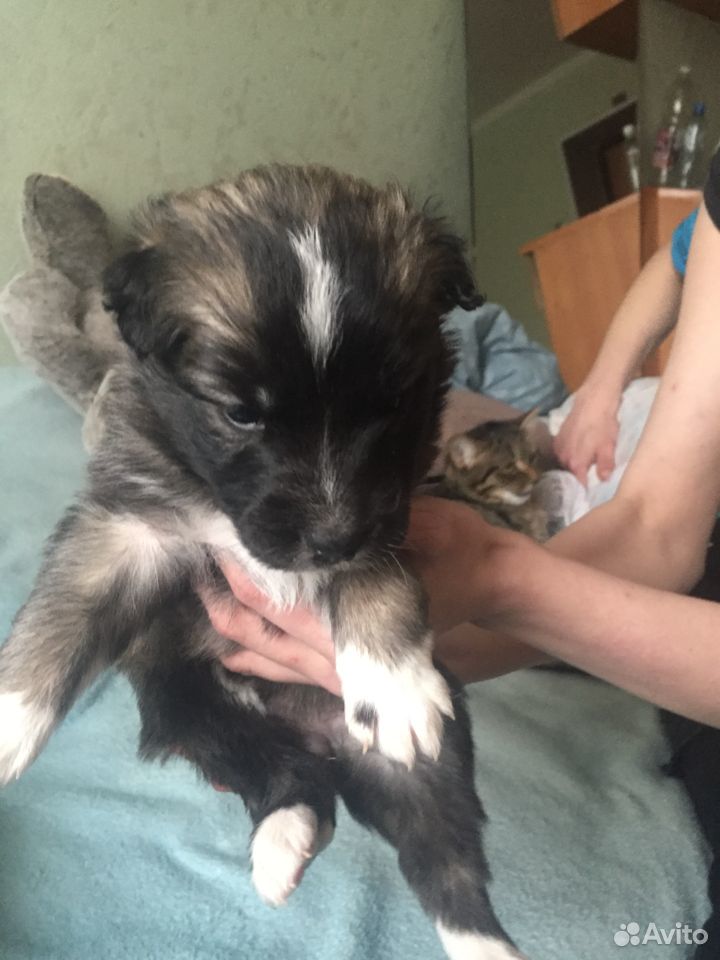 Собака сибиская хаски