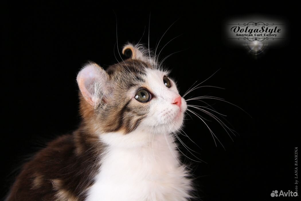 Эффектные котята