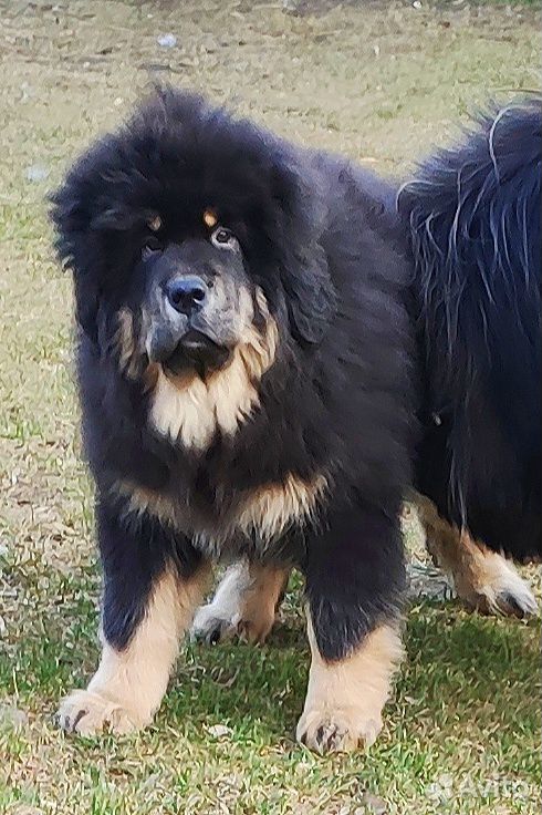 Девочка тибетского мастифа