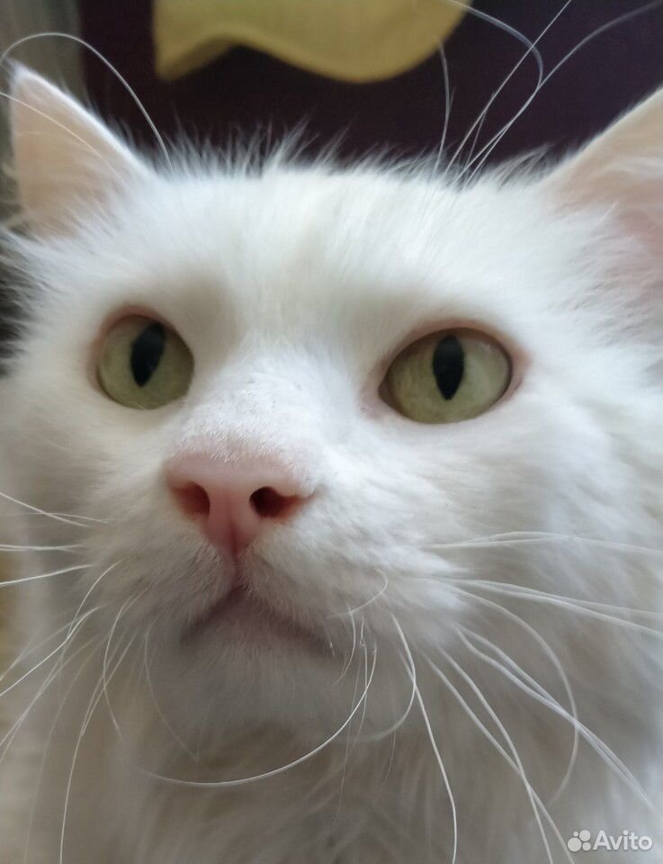 Турецкая ангора