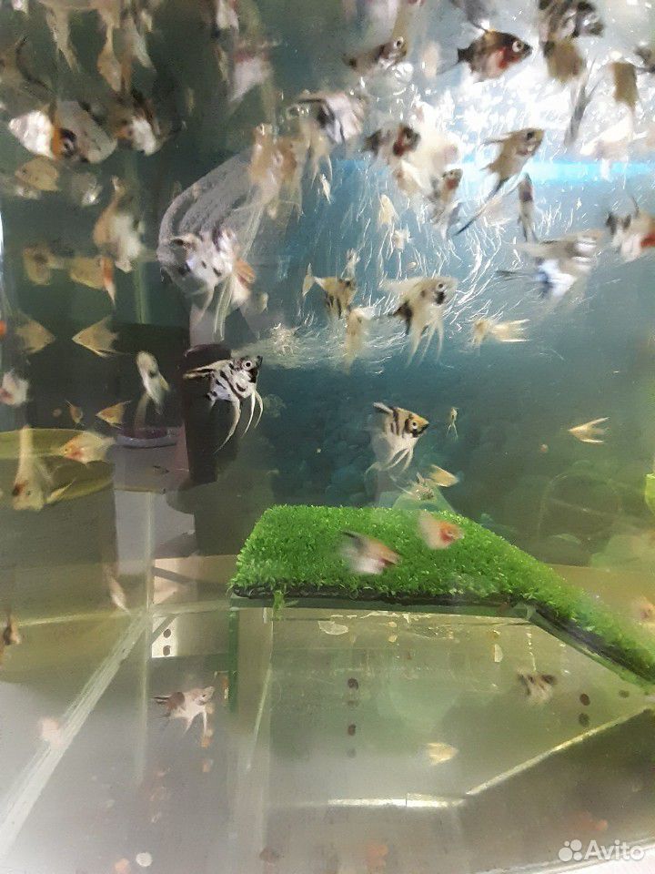 Аквариумные рыбки, сколярии