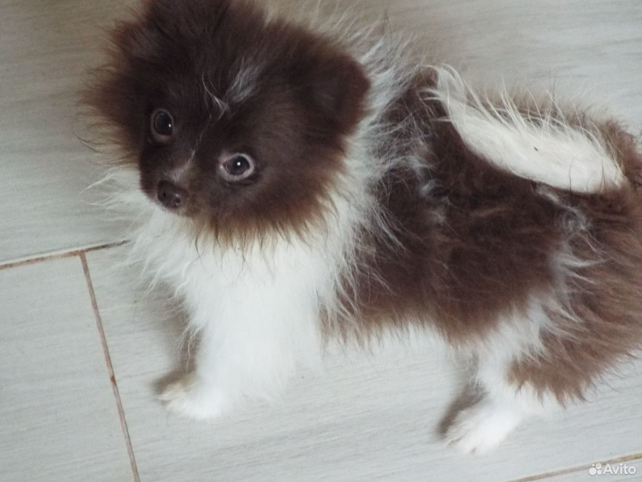 Куколка