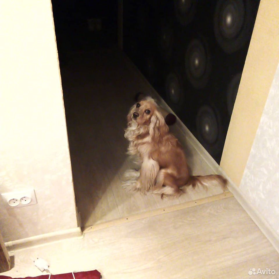 Девочка кокер-спаниель