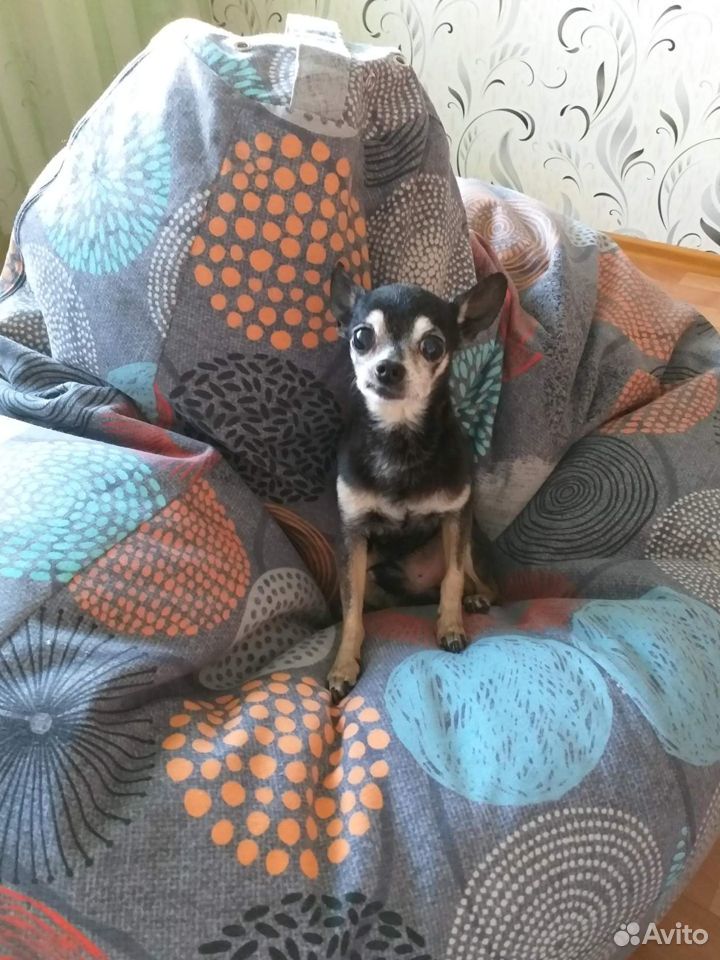 Потерялась собака той терьер