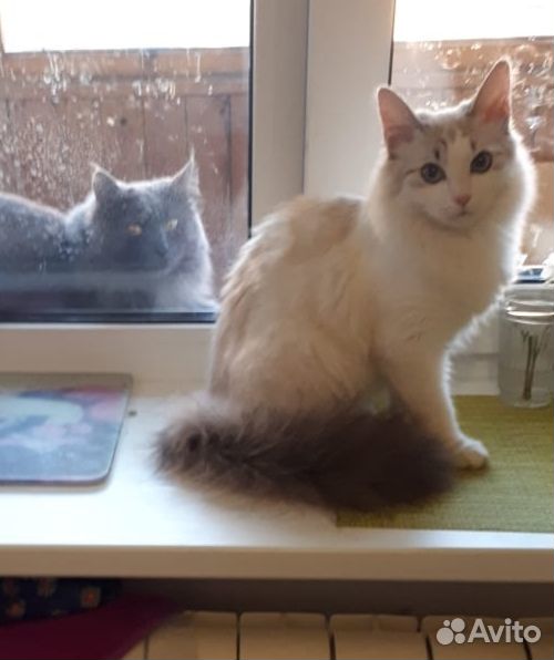 Кошечка в добрые руки