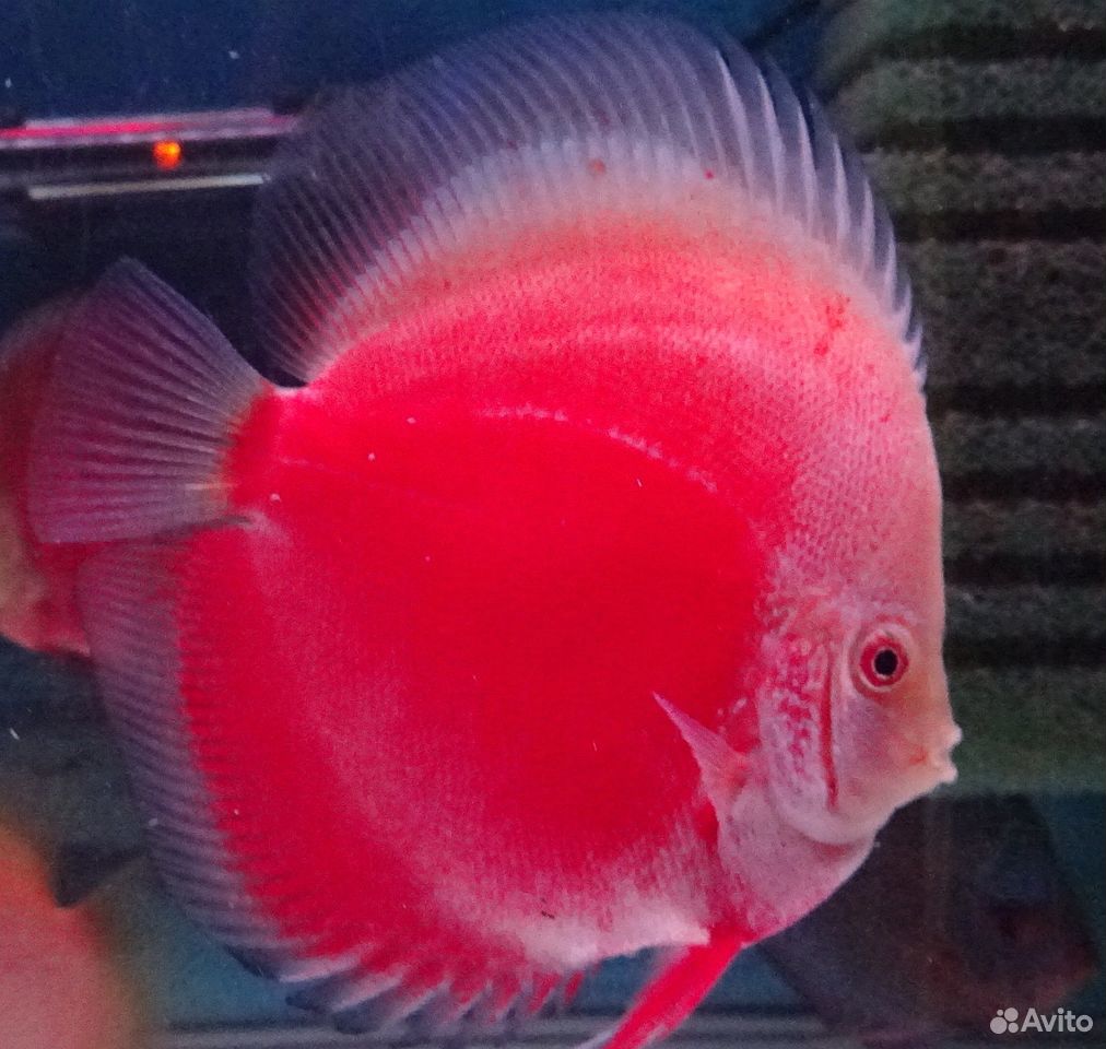 Подростки rеd white discus, 6-9-10-11-12см