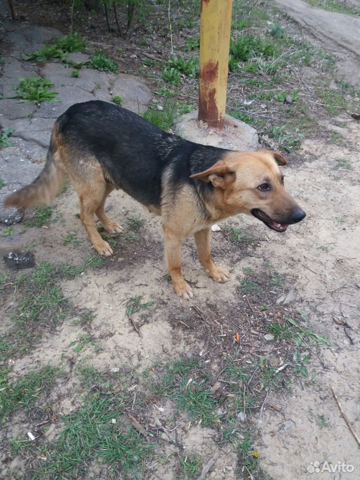 Метис овчарки в добрые руки