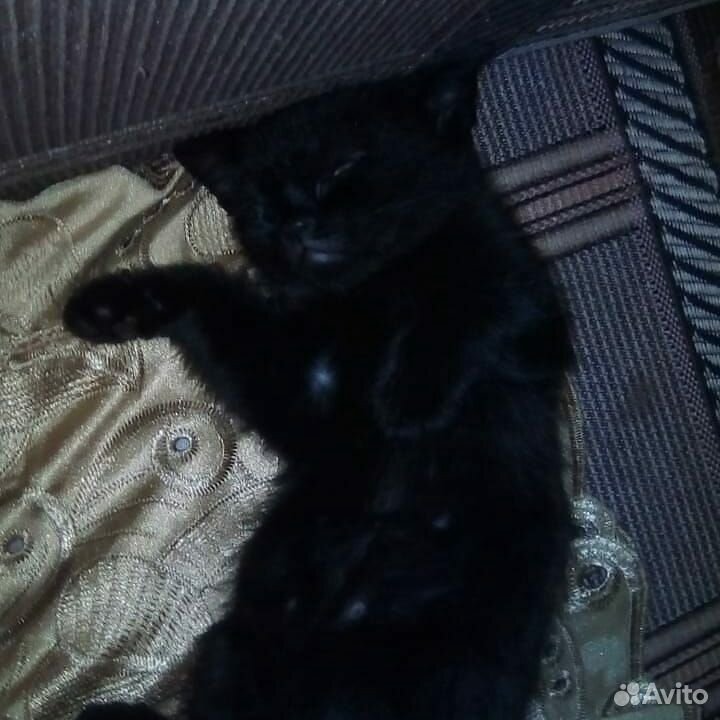 Котёнок з месяца. В добрые руки. Мама и папа шотла