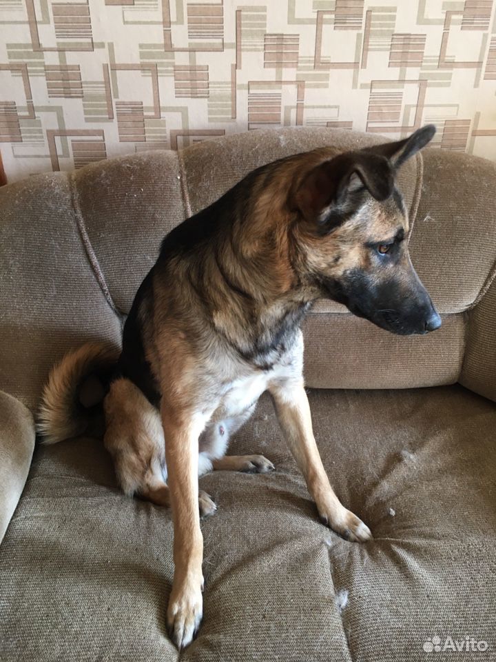 Пес Милан в поисках хозяев